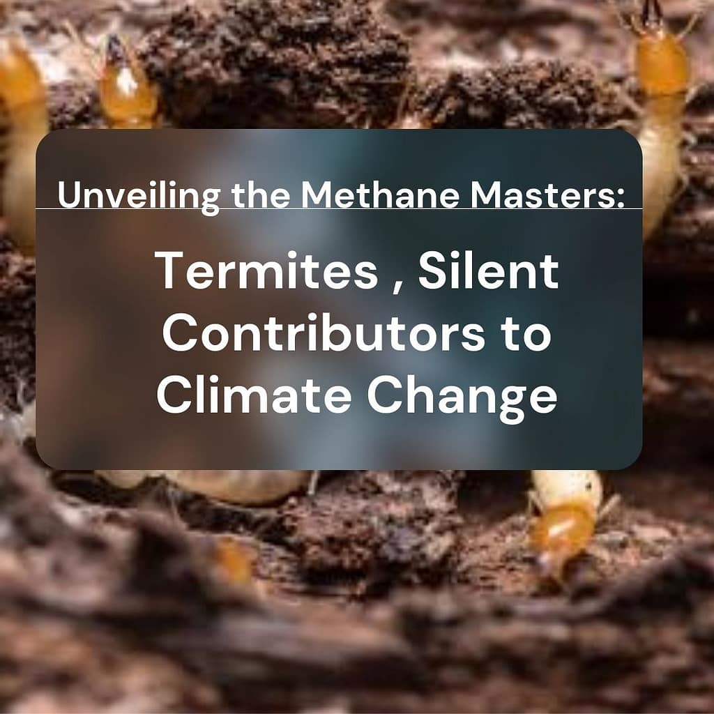 Unveiling The Methane Masters: Termites - Silent Contributors To ...