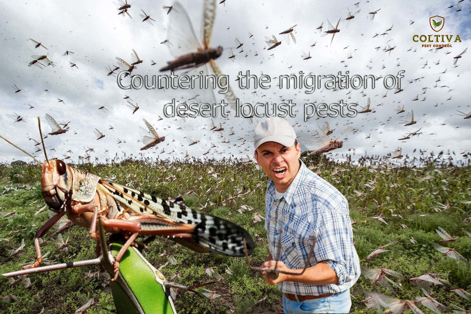 Countering The Migration Of Desert Locust Pests - Coltiva Technologies Inc